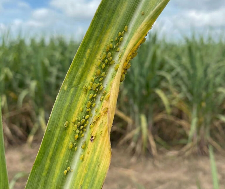 Registered Insecticides for Yellow Sugarcane Aphid (YSA) Management ...